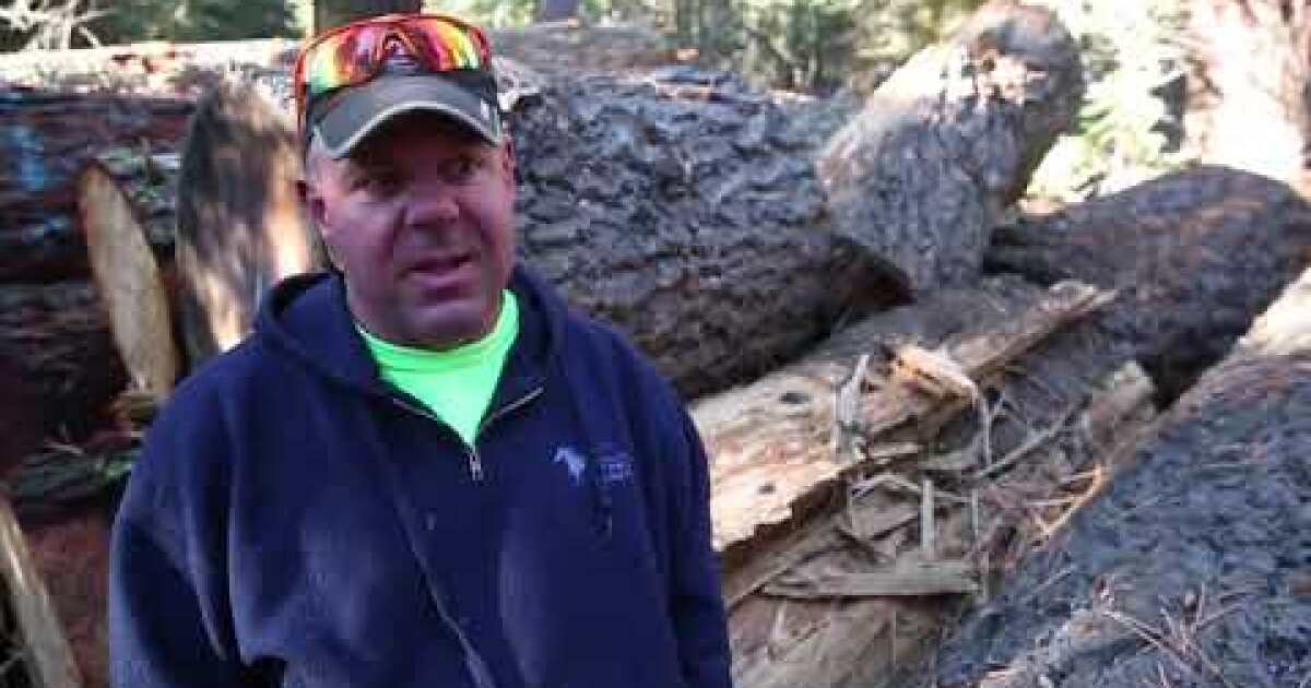 The 102 million dead trees in California's forests are turning tree ...