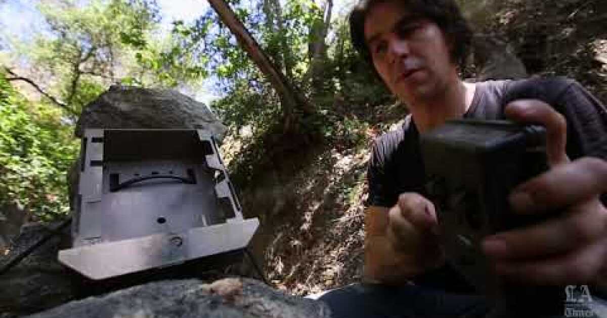 What big teeth you have: Camera trapper captures the private lives of ...