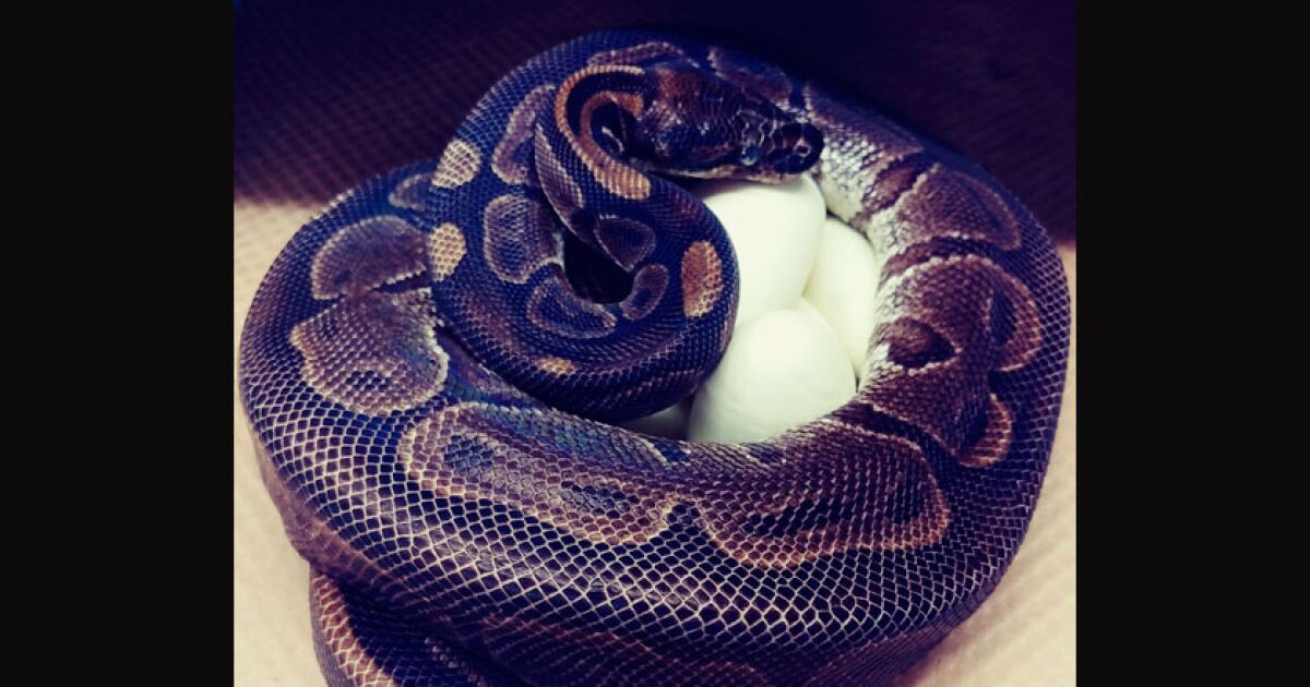 Python laid 7 eggs without male help, St. Louis Zoo says - Los Angeles ...