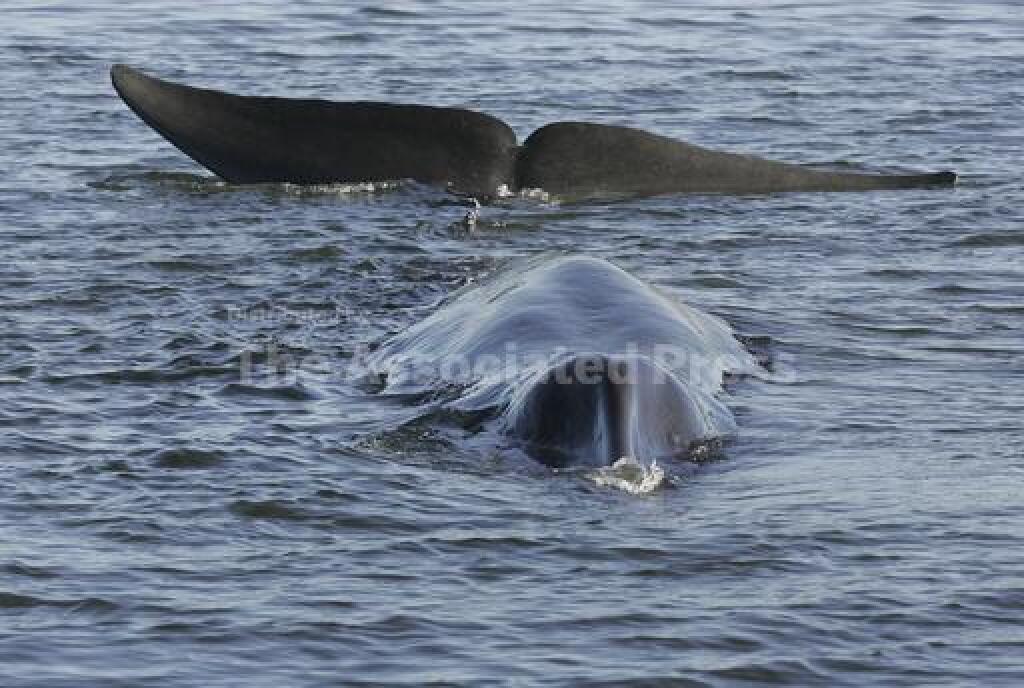 Iceland issues license for 128 fin whales to be hunted this year - Los ...