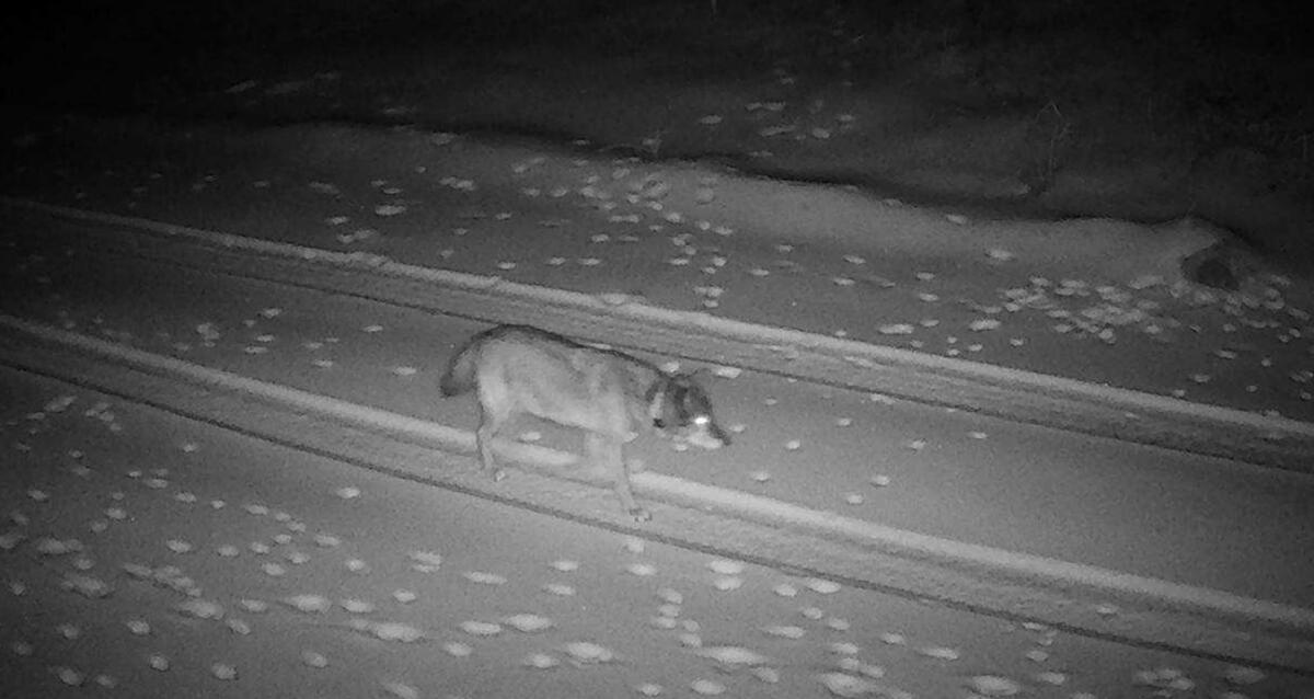 L.A.'s history-making wolf lands in Eastern Sierra, seeks forever home ...