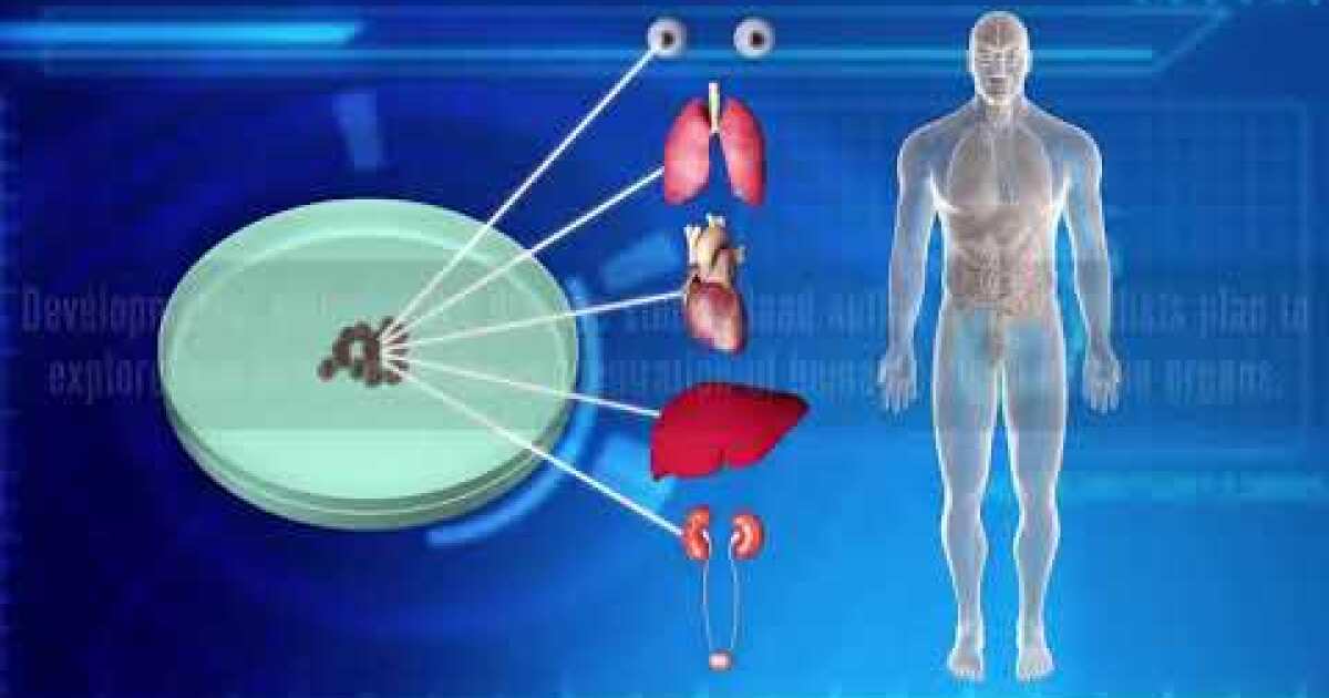 Embryos that are human-pig hybrids offer hope for patients who need ...