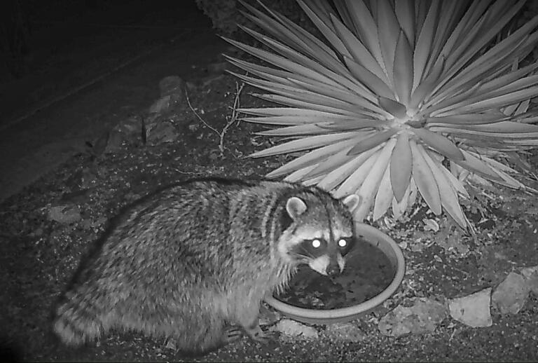 Brain-infecting 'raccoon roundworm' parasite found in dog in San ...