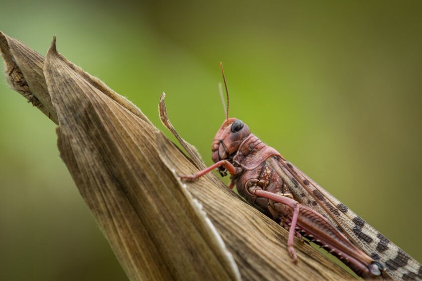 Navy experimenting with 'cyborg locusts' to find explosives - Los ...
