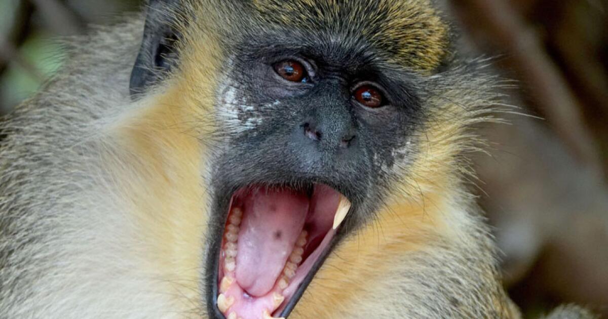 Florida refuge searches for one-armed monkey and her baby - Los Angeles ...