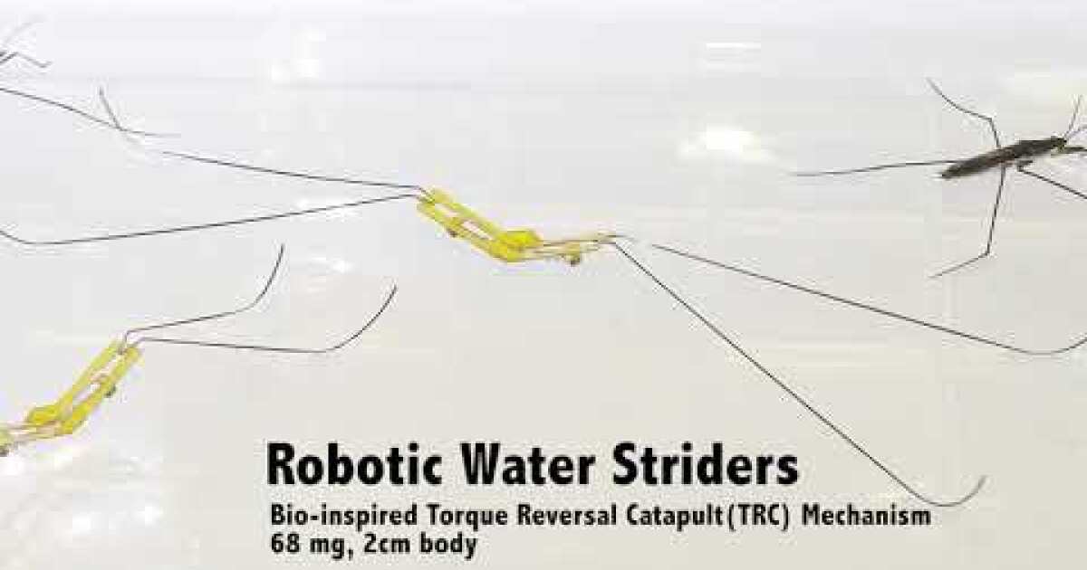 Robotic water strider - Los Angeles Times