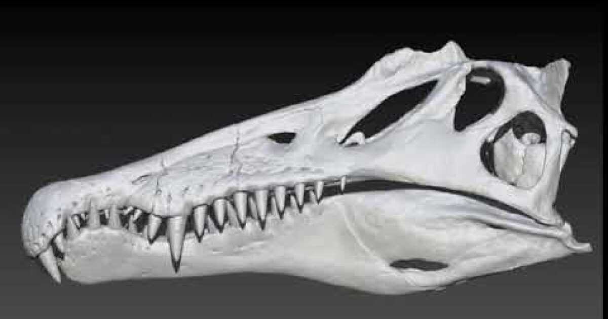 Spinosaurus skull - Los Angeles Times
