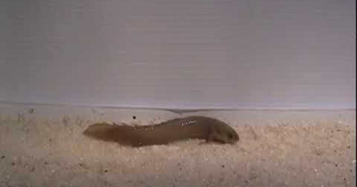 Video: A 'leg up' in evolution? Watch this fish walk on land - Los ...
