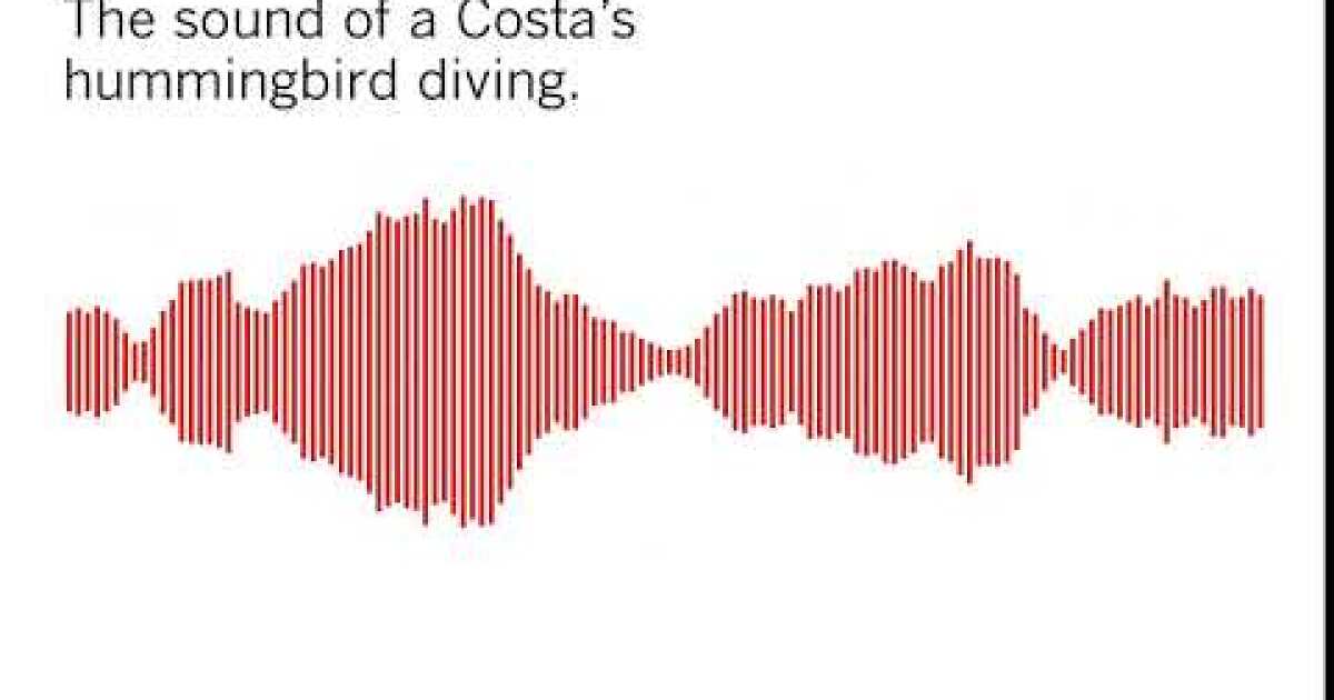 Listen to a hummingbird dive - Los Angeles Times