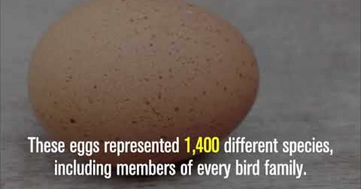 Why are some eggs round and others pointy? It may have to do with how ...