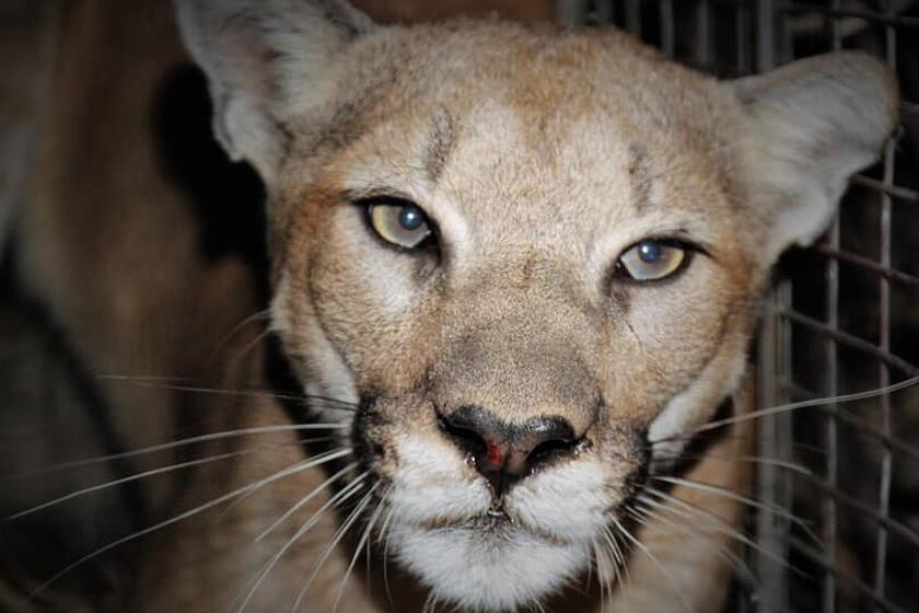 Editorial: If we want mountain lions not to become roadkill, they need ...