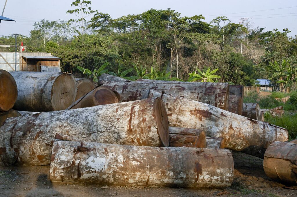 Las dos caras de la explotación maderera ilegal en la Amazonía peruana ...