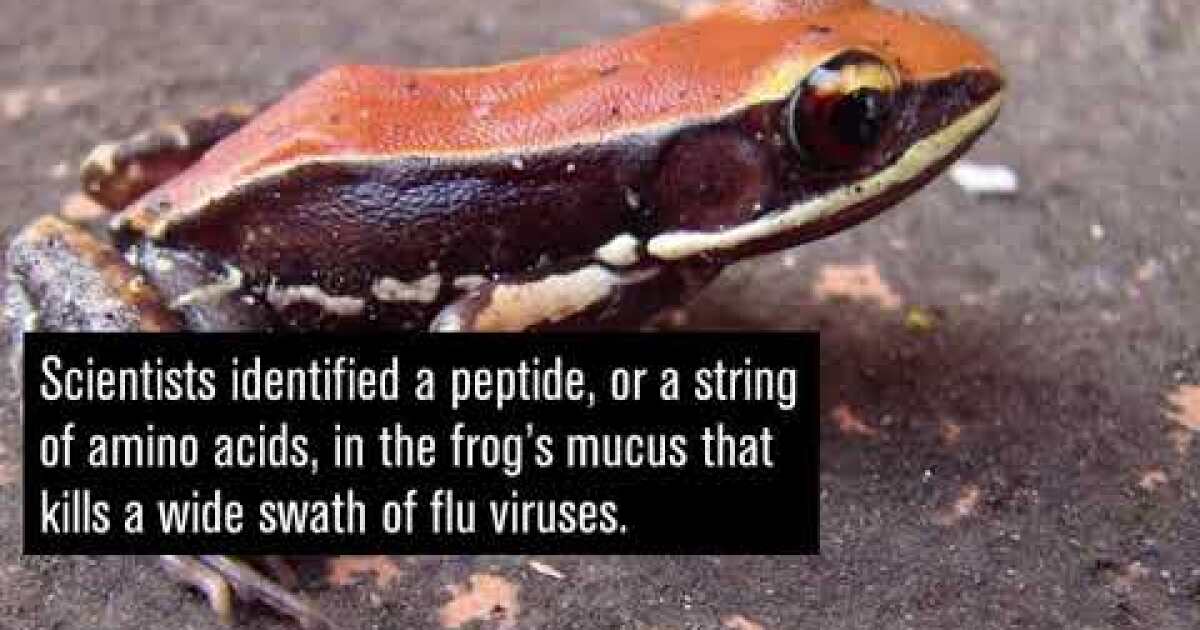 Why the next flu medicine could come from frog mucus - Los Angeles Times