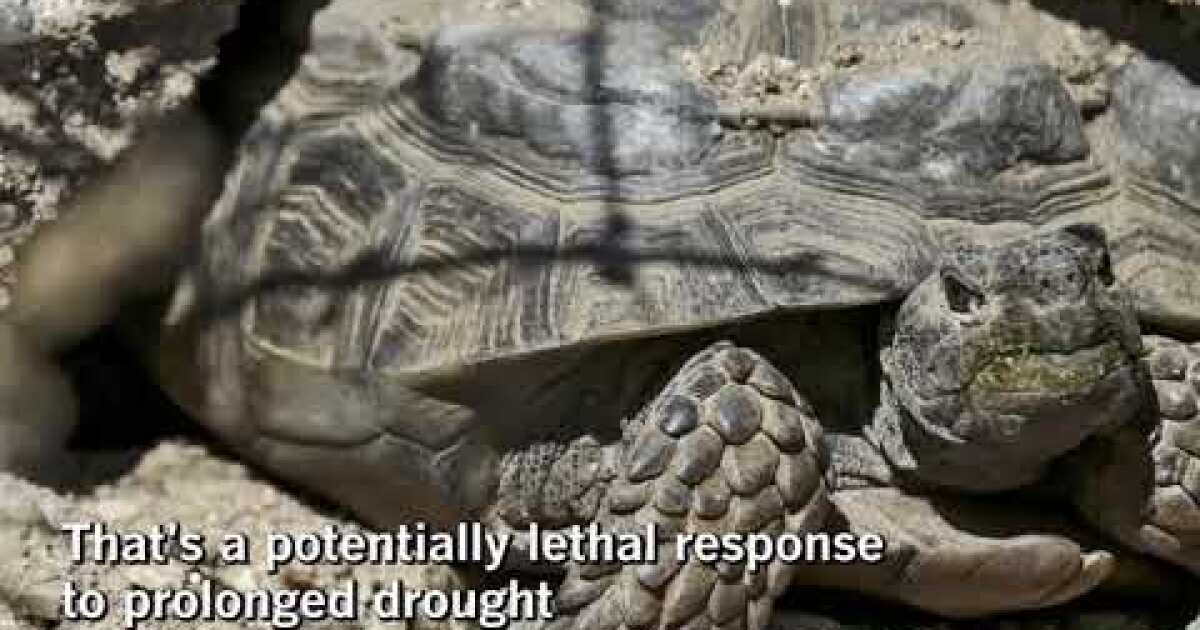 LA 90: Joshua Tree tortoises dying - Los Angeles Times