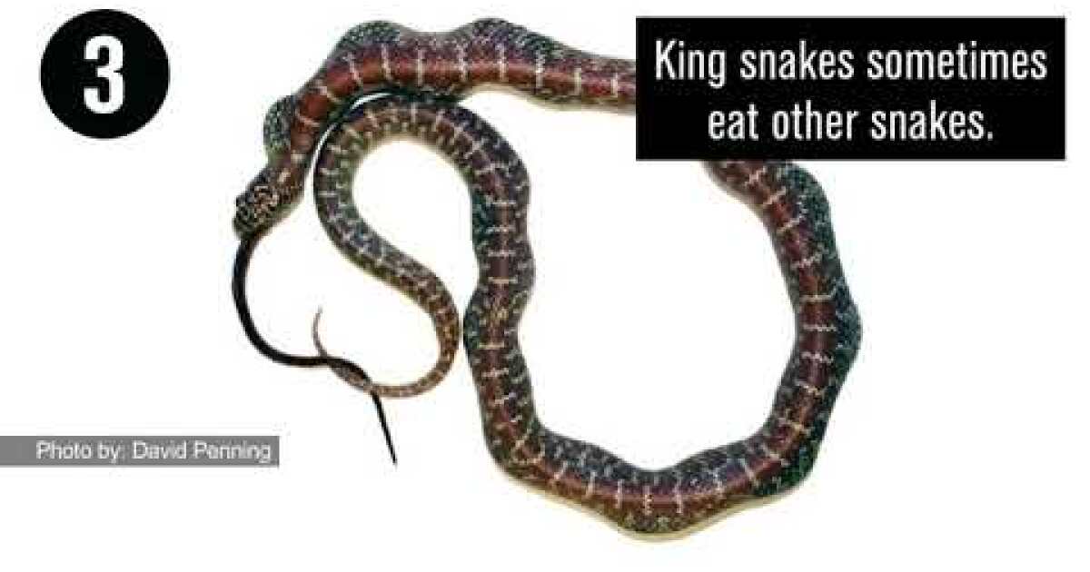 Here's what gives kingsnakes the edge in snake-to-snake combat - Los ...