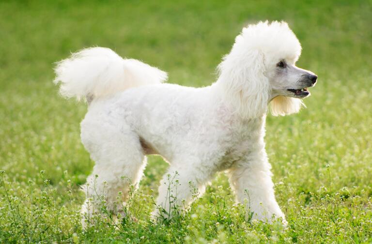 White Dog Breeds That Look Like Pantone’s 2026 Color of the Year, Cloud ...
