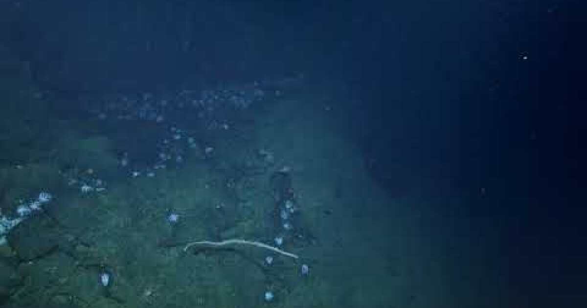 Massive octopus cluster seen in unexplored waters - Los Angeles Times