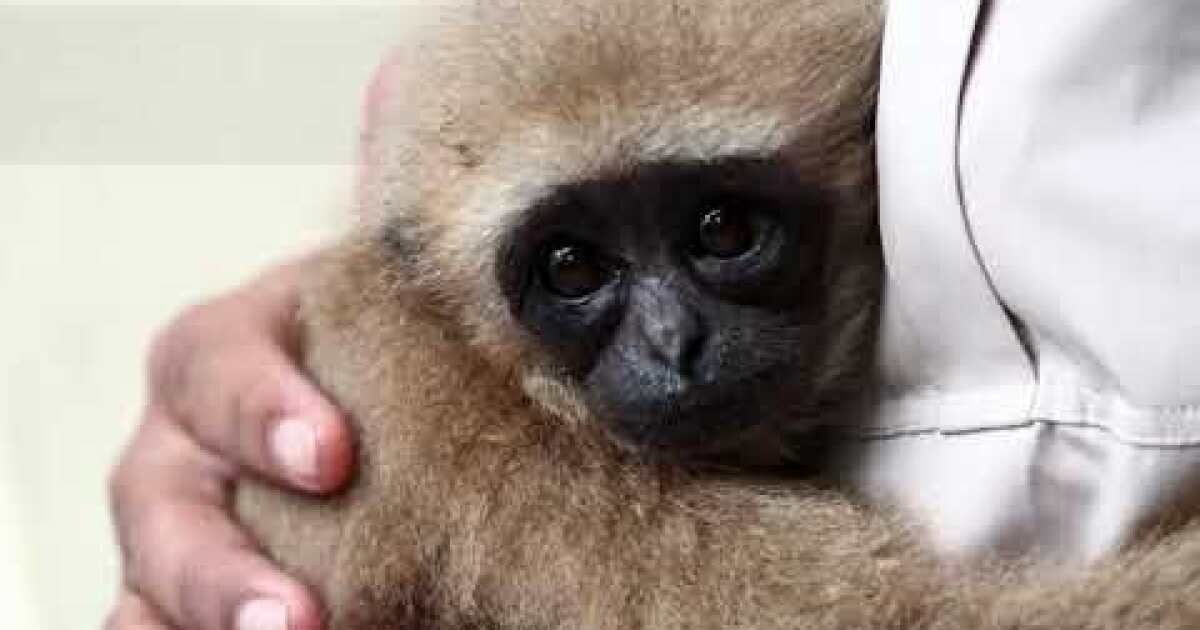 Vowel sounds made by baboons show that the roots of human speech may go ...