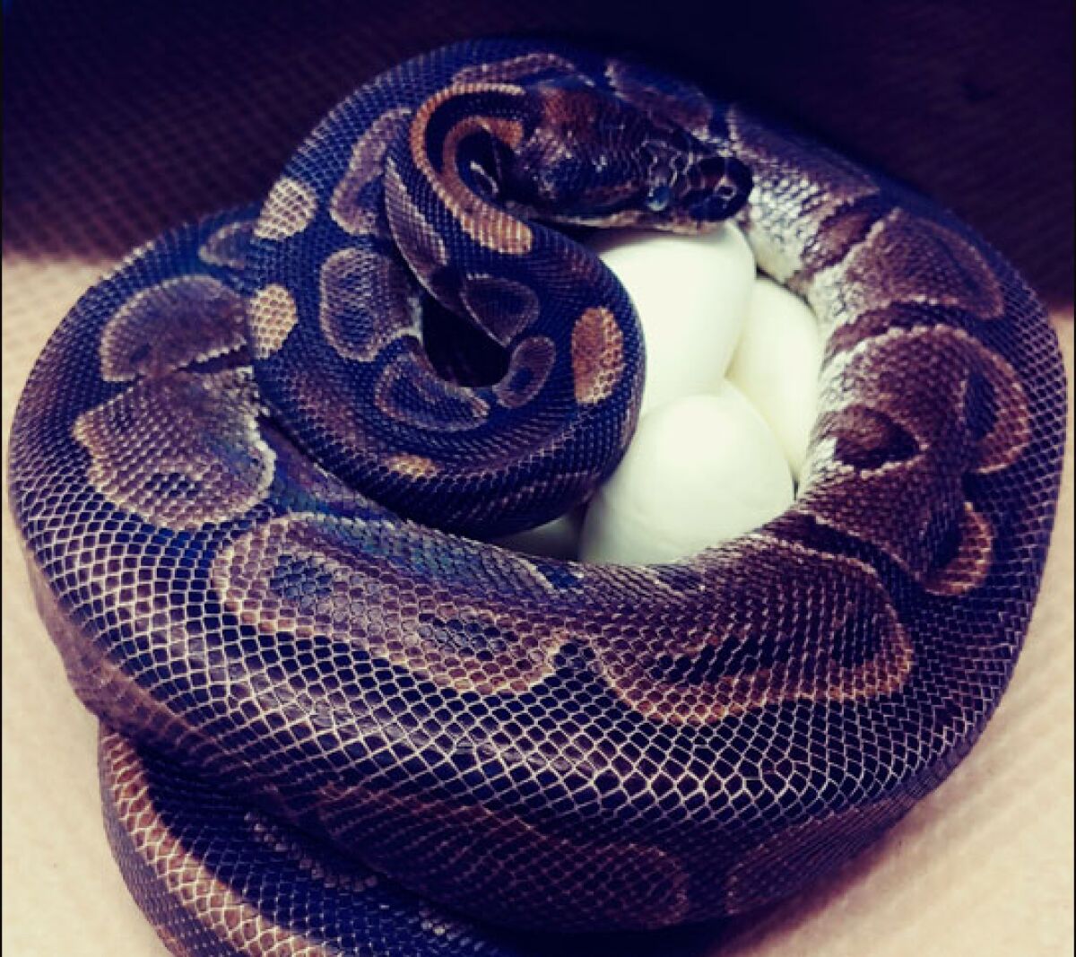 Python laid 7 eggs without male help, St. Louis Zoo says - Los Angeles ...