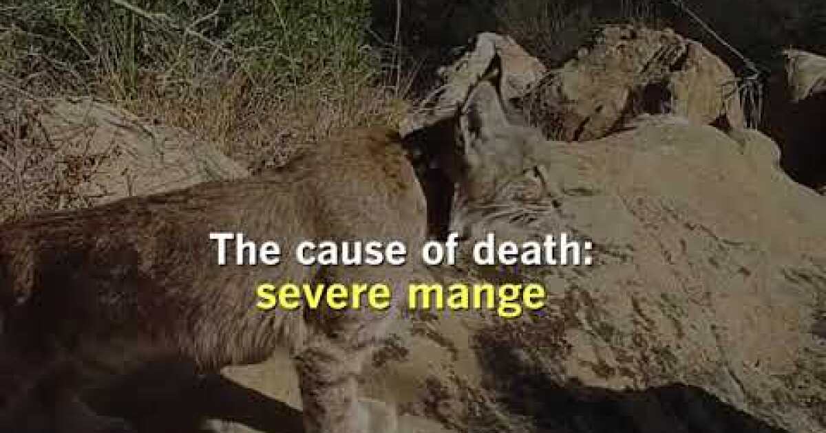 Bobcat with 'severe mange' dies in Simi Valley; blood tests pending ...