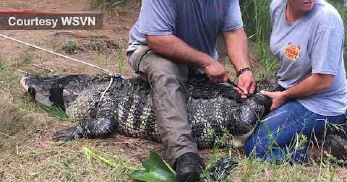 Trappers capture alligator thought to have dragged woman into lake ...
