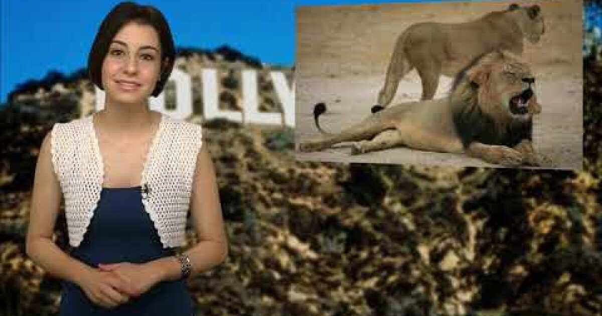 Jimmy Kimmel mourns Cecil the Lion, lashes out at animal's killer - Los ...